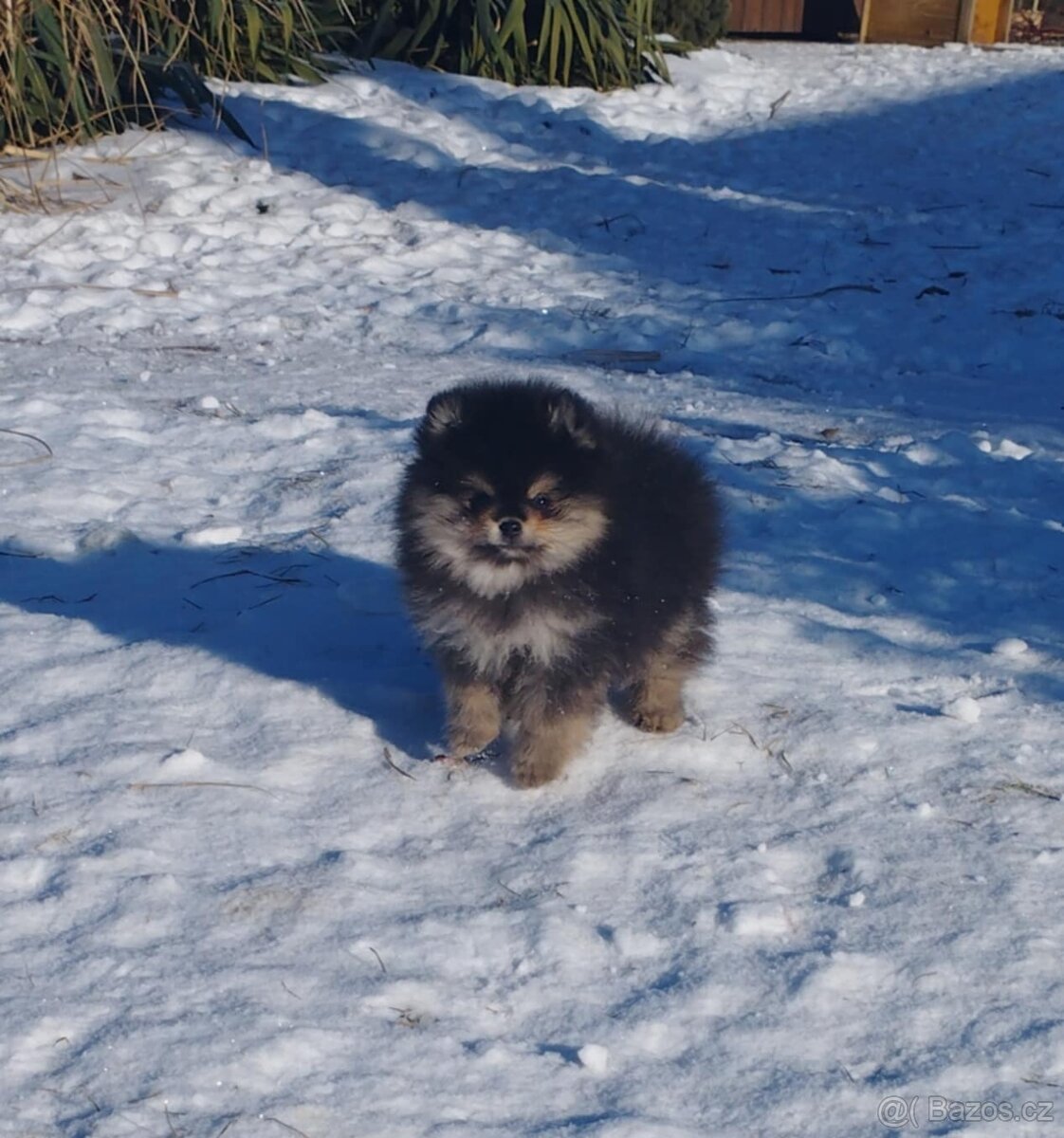Pomeranian - Svitavy | Bazoš.cz