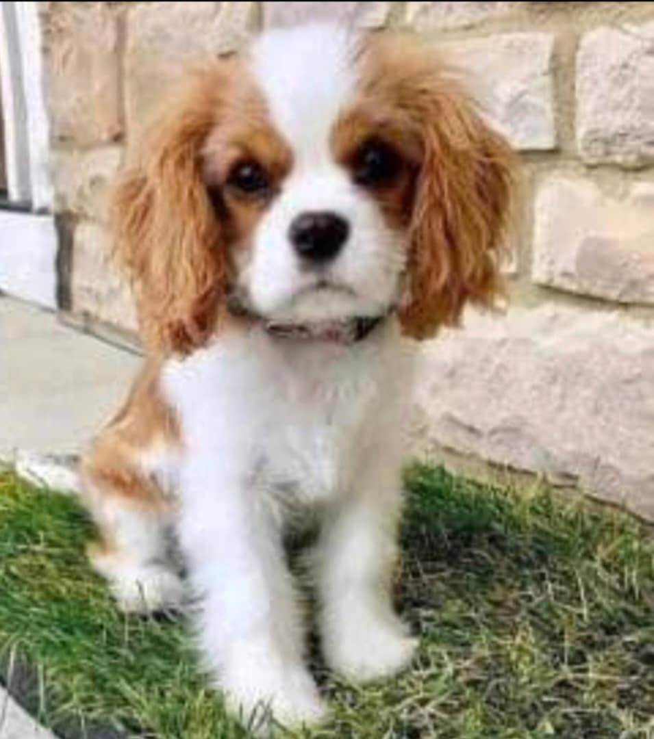 Štěňata Calvary King Charles hledají domov. - Brno | Bazoš.cz