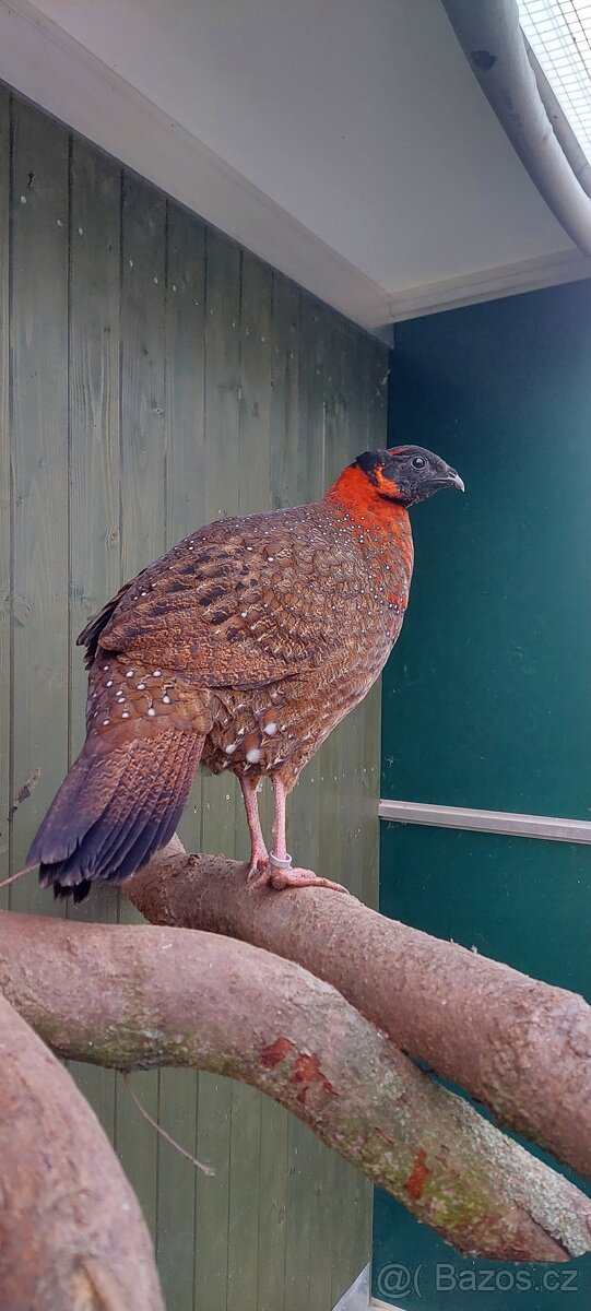 Satyr Obecný - Ústí nad Orlicí | Bazoš.cz