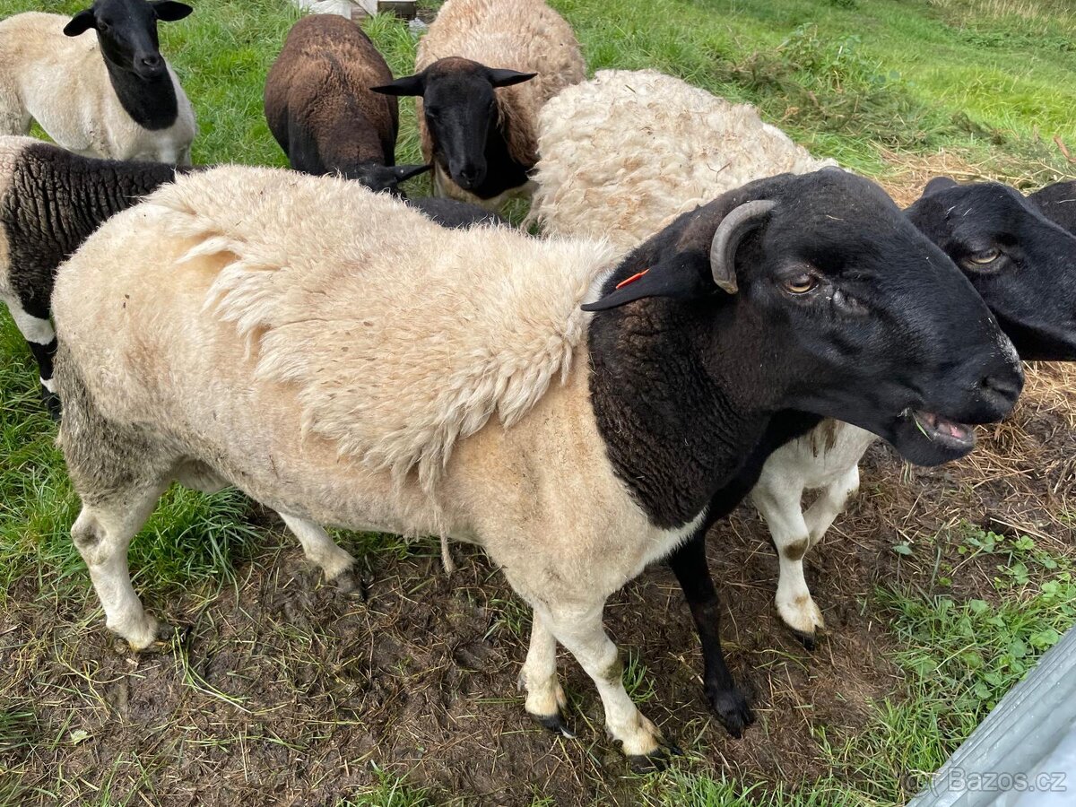 Beranek Dorper - Pelhřimov | Bazoš.cz
