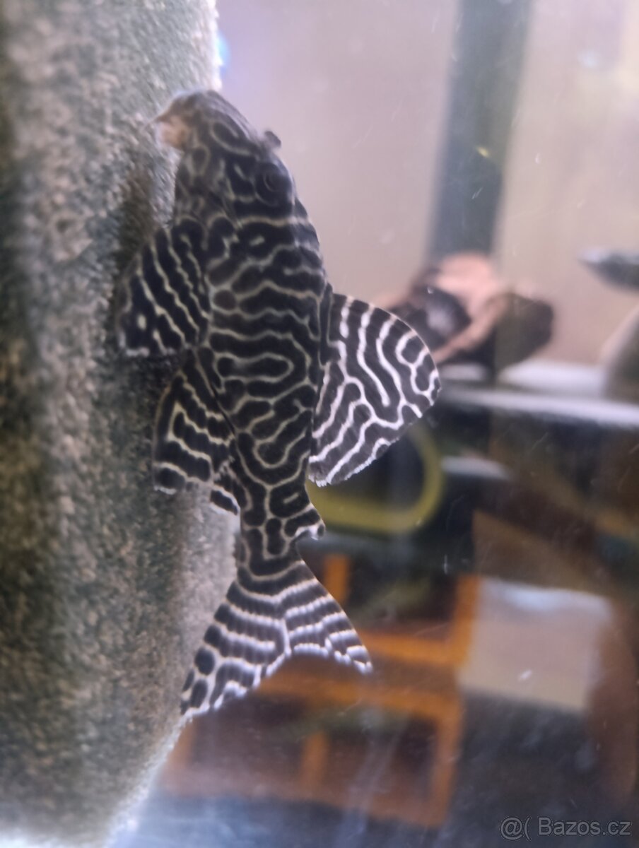 L333- Hypancistrus - King Tiger pleco - Slovensko | Bazoš.cz