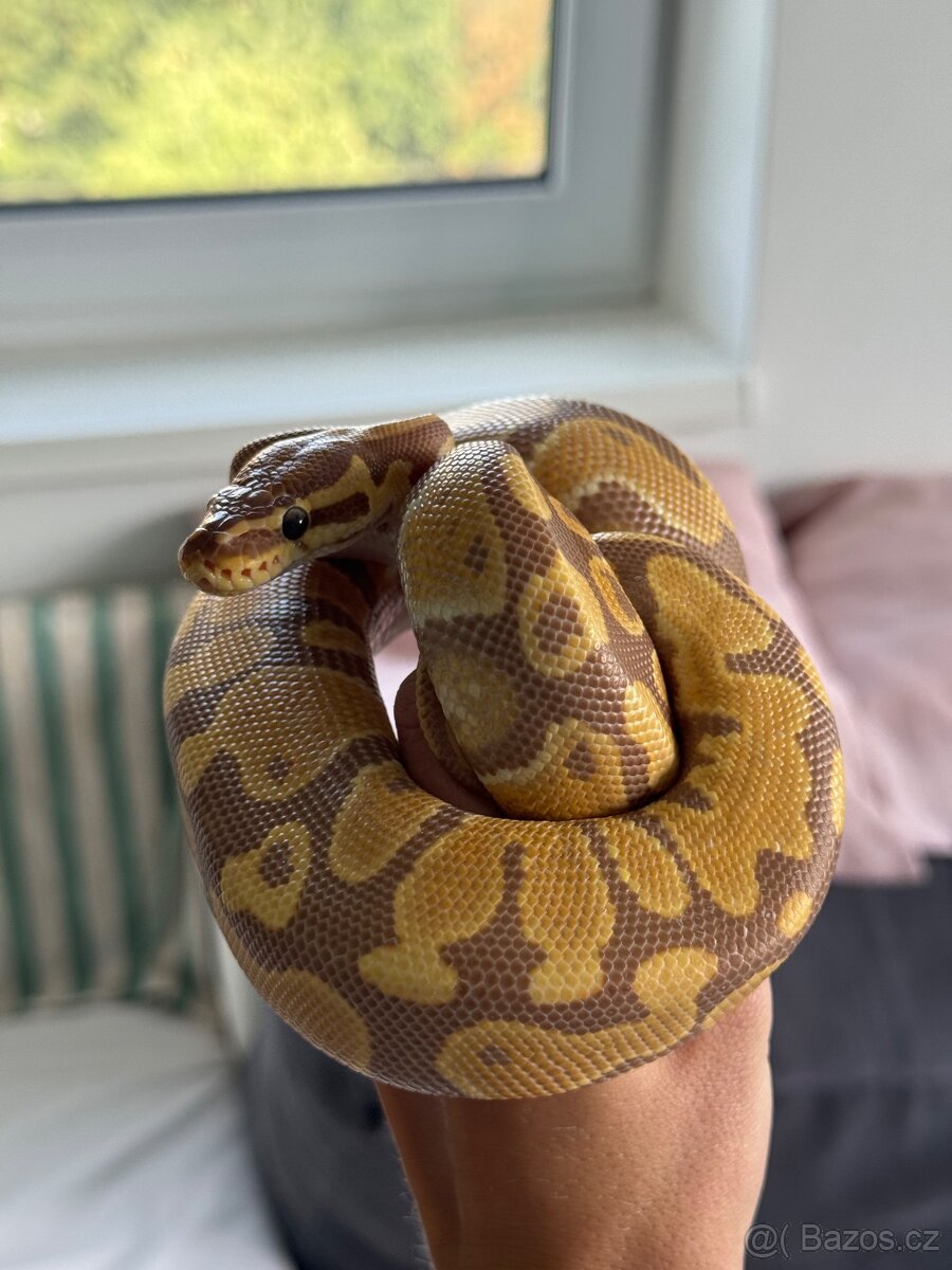 Krajta královská Ultramel Het Piebald - Nový Jičín | Bazoš.cz