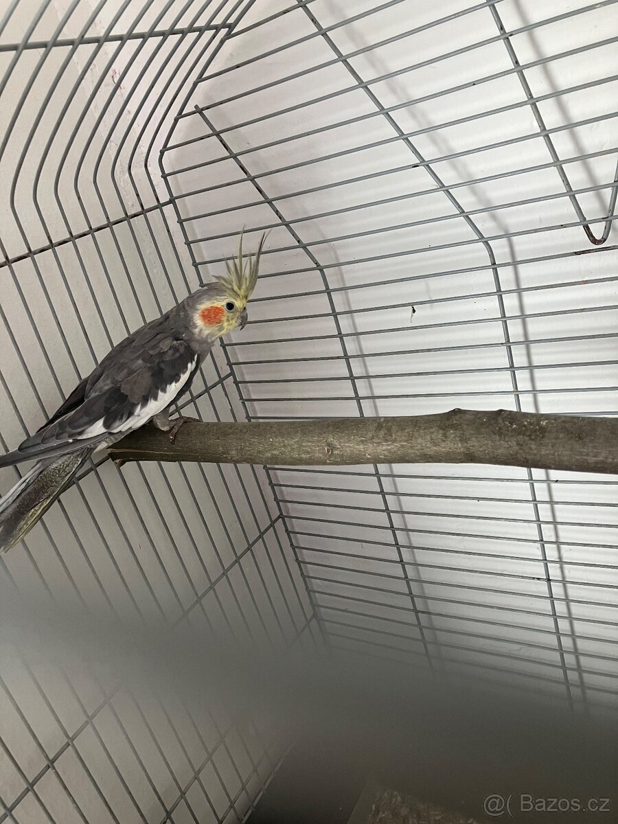 Korela - Vsetín | Bazoš.cz