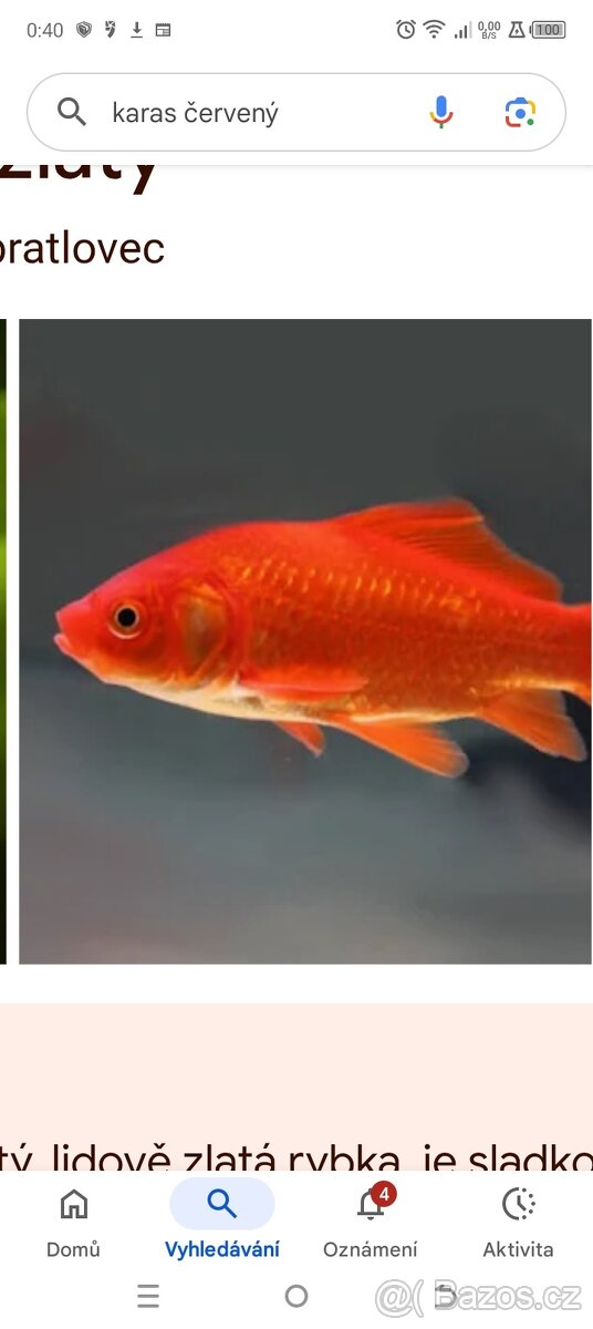 Daruji karase zlaté: Zdarma