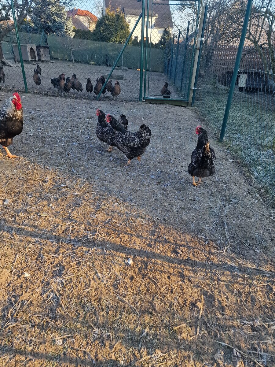 Berneveldky - Hradec Králové | Bazoš.cz