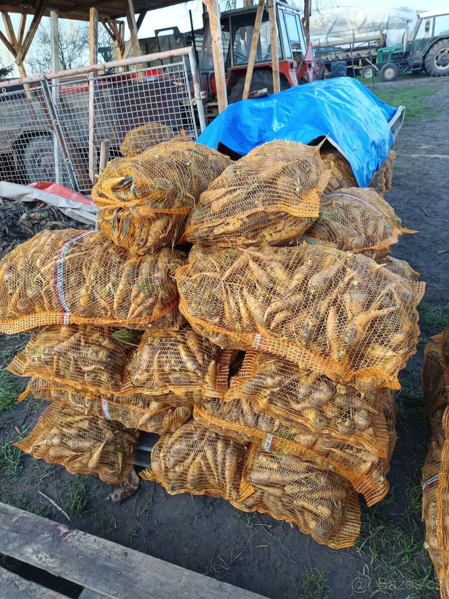 Krmná mrkev - Kolín | Bazoš.cz