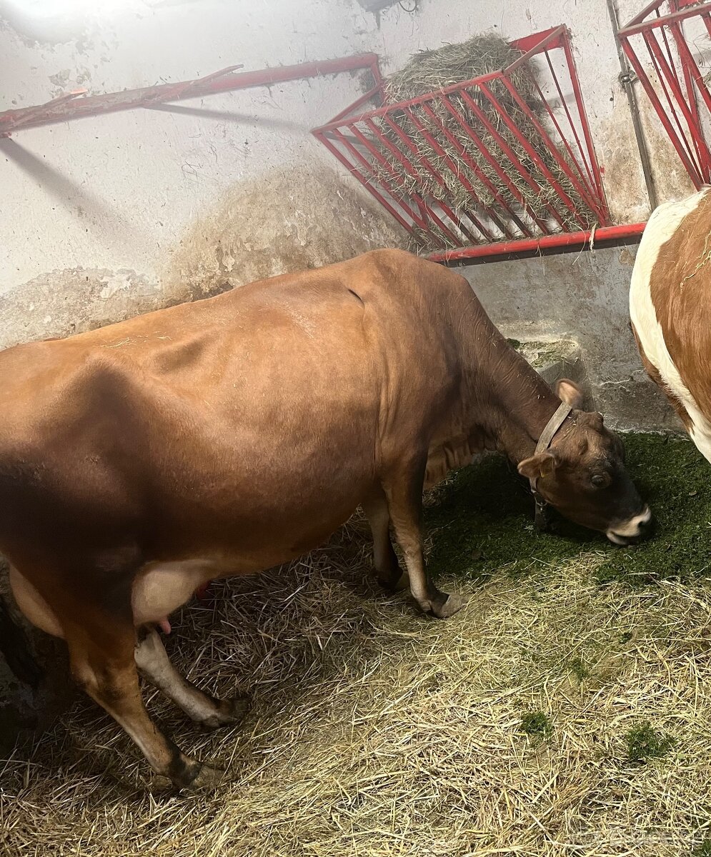 Jersey kráva - Zlín | Bazoš.cz