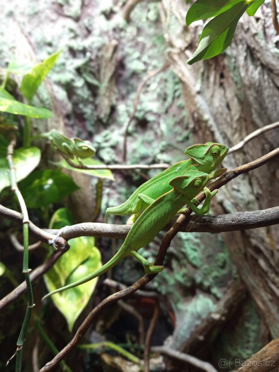 Chameleon jemenský - Praha 5 | Bazoš.cz