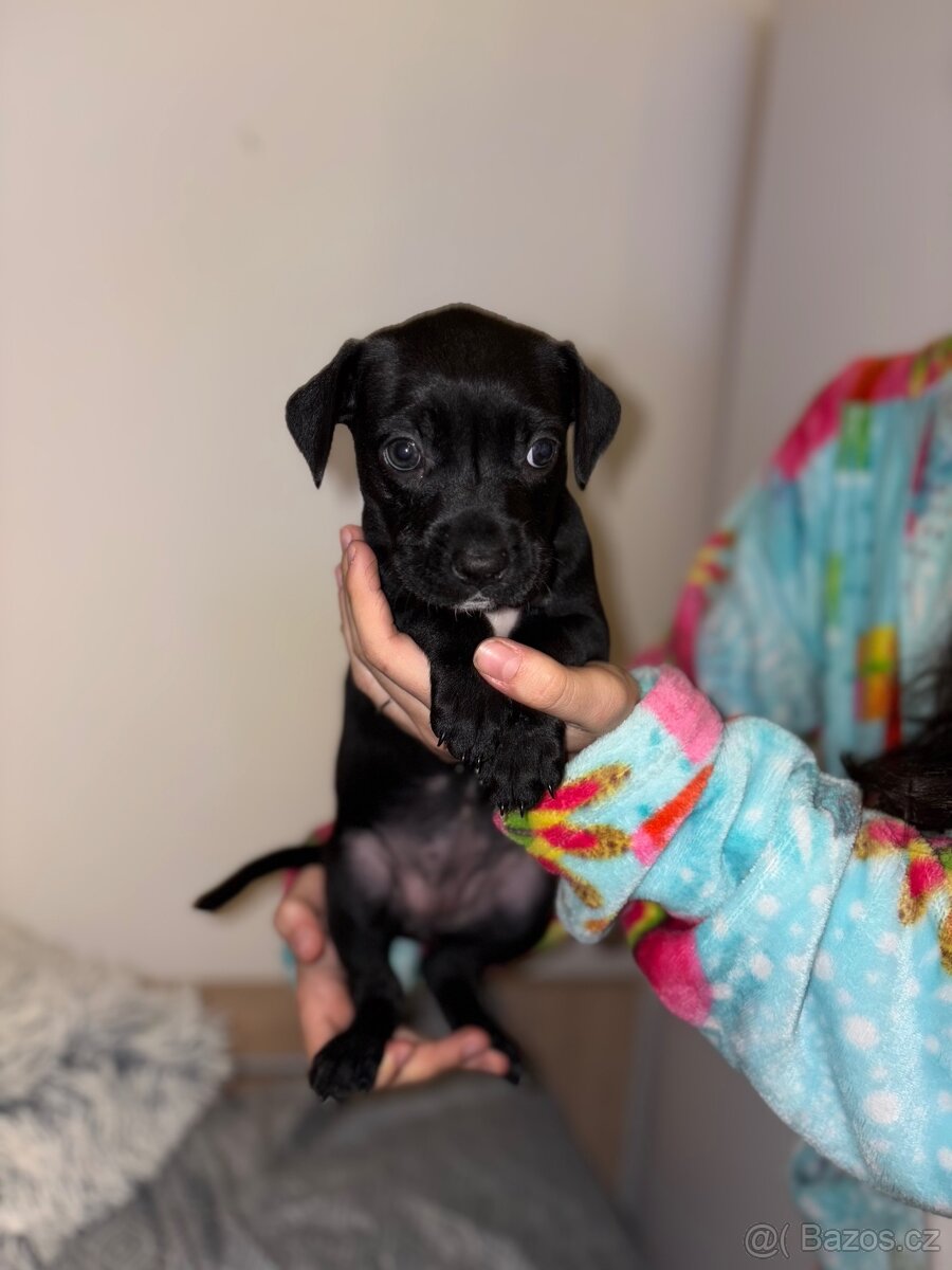 Staford fena - Chomutov | Bazoš.cz