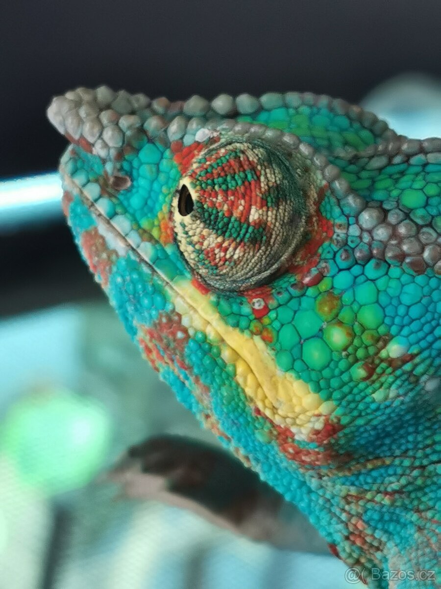 Chameleon pardálí - Ústí nad Orlicí | Bazoš.cz