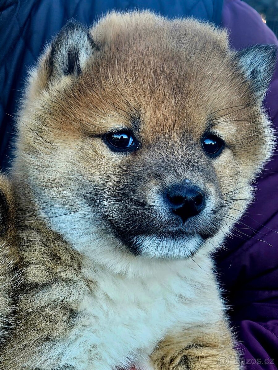 Shiba inu - Karlovy Vary | Bazoš.cz