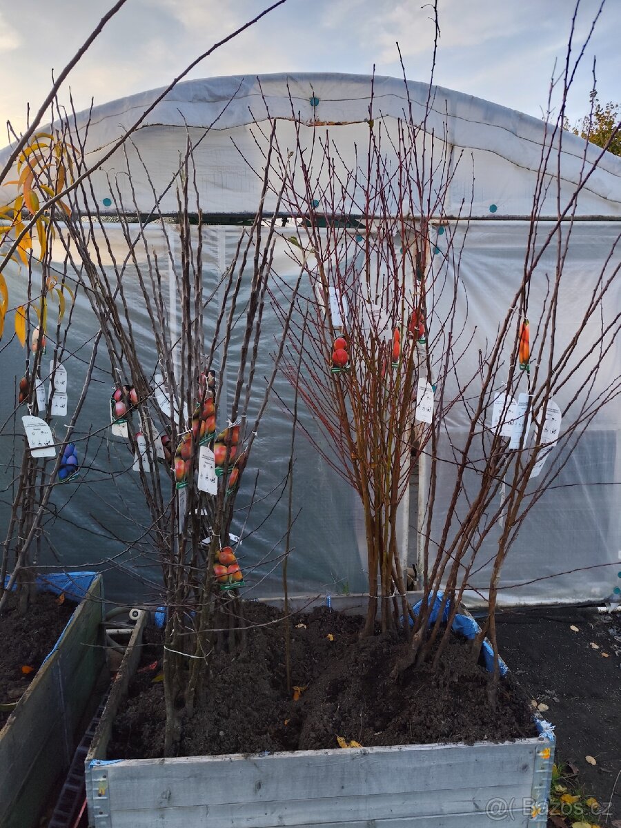 Ovocné stromky a keře - Olomouc | Bazoš.cz