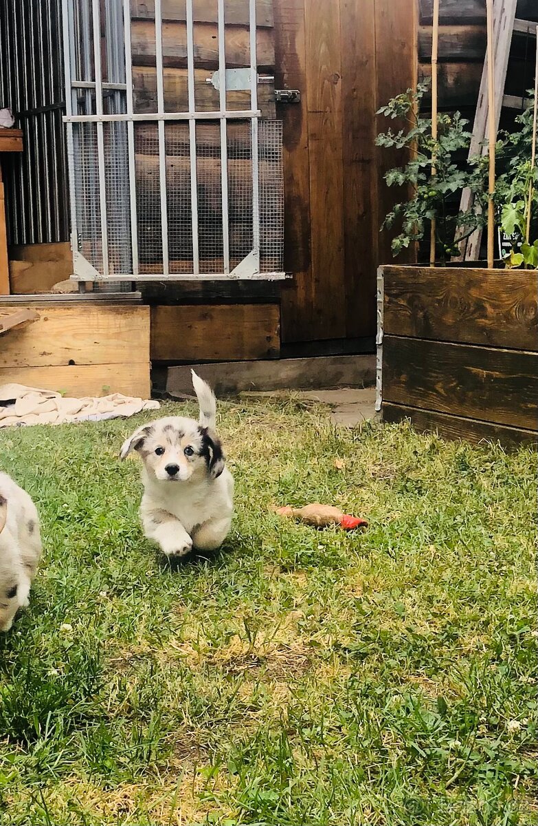 Welsh Corgi - Slovensko | Bazoš.cz