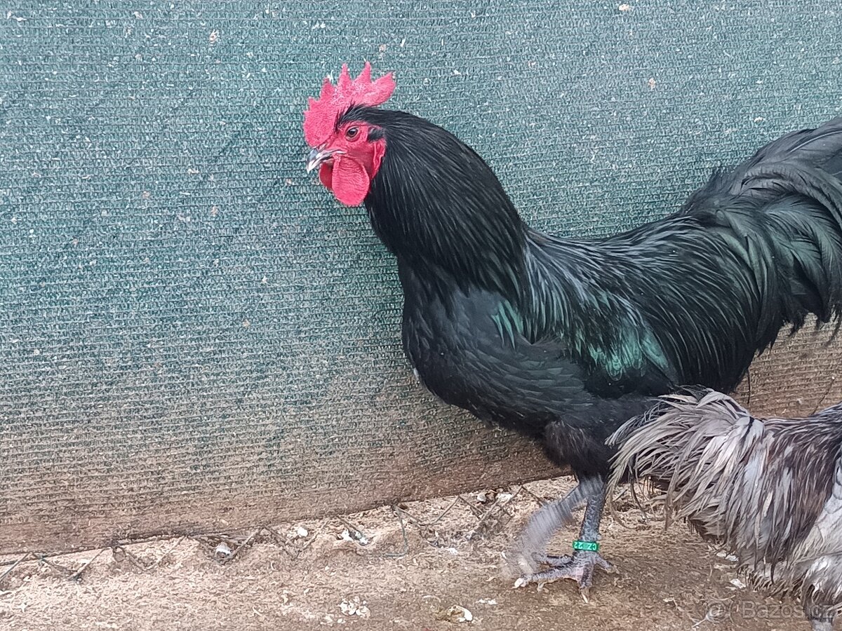 Australka zdrobnělá černá a velká černá - Brno venkov | Bazoš.cz