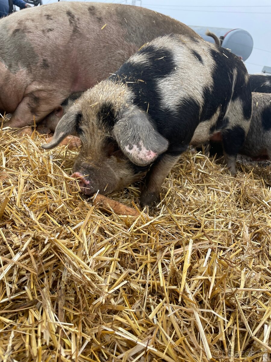 Kune kune - Karlovy Vary | Bazoš.cz