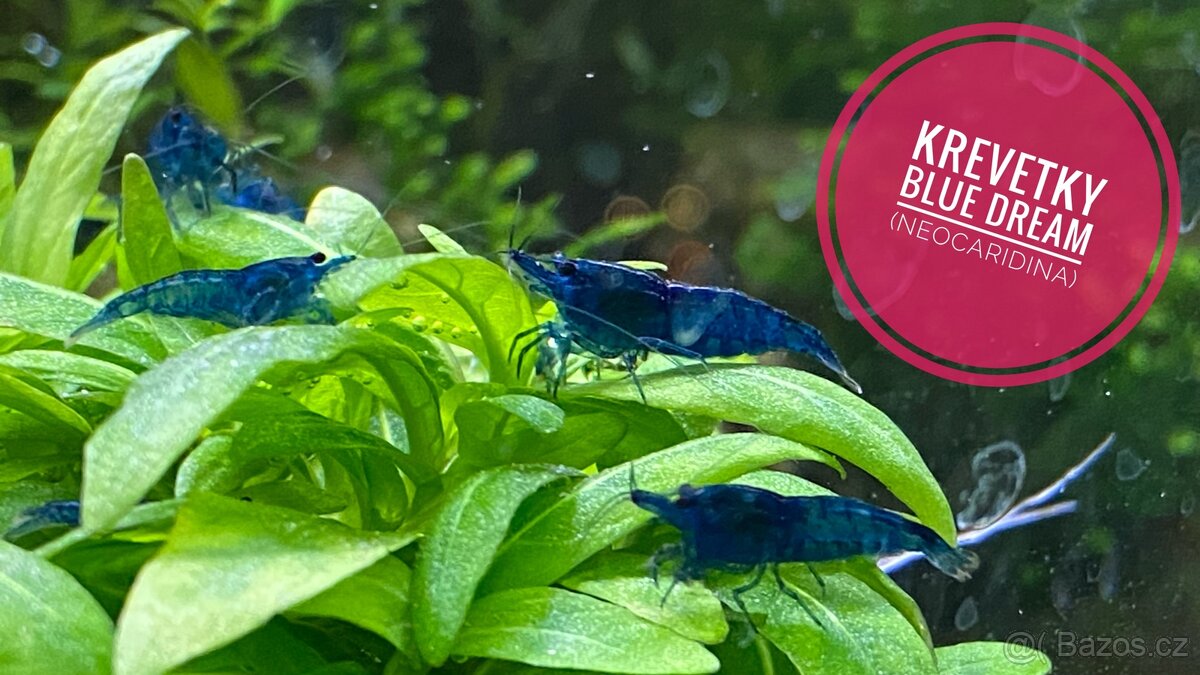 Neocaridina Davidi var. Blue Dream NOVINKA-zasíláme - Prachatice | Bazoš.cz