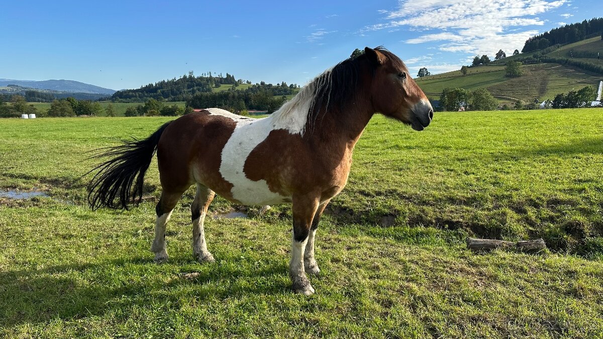 Slezský norik kobyla - Šumperk | Bazoš.cz