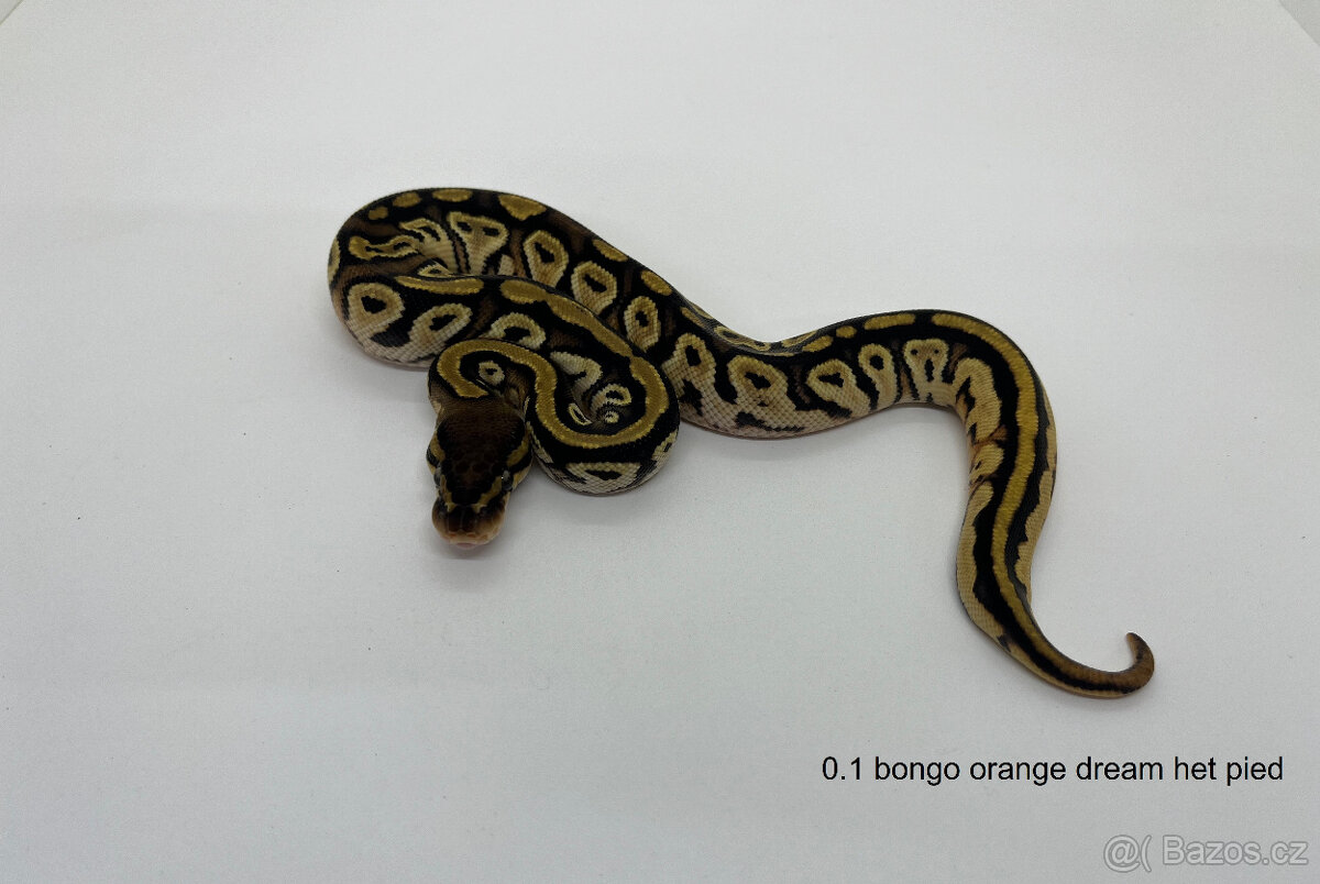 Krajta královská(Python regius) Vánoční sleva 20% - Bruntál | Bazoš.cz