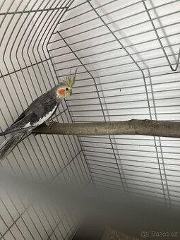 Korela - Vsetín | Bazoš.cz