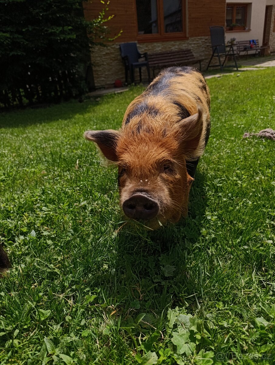 Kune kune - Vsetín | Bazoš.cz