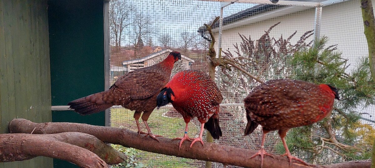 Satyr Obecný - Ústí nad Orlicí | Bazoš.cz