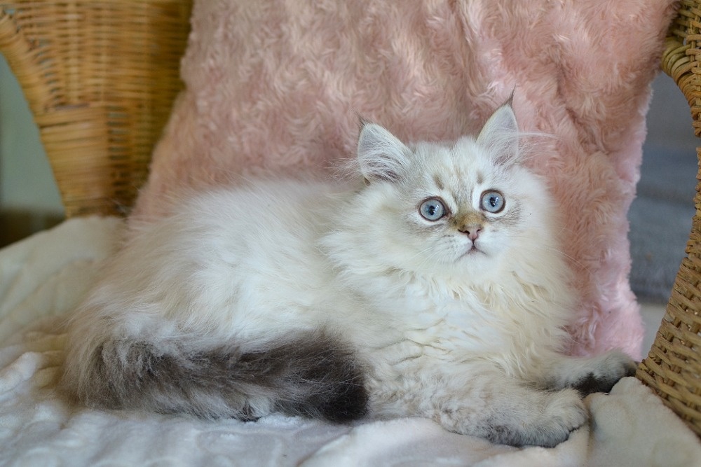 Krásný kocourek s PP ihned k odběru - Česká Lípa | Bazoš.cz