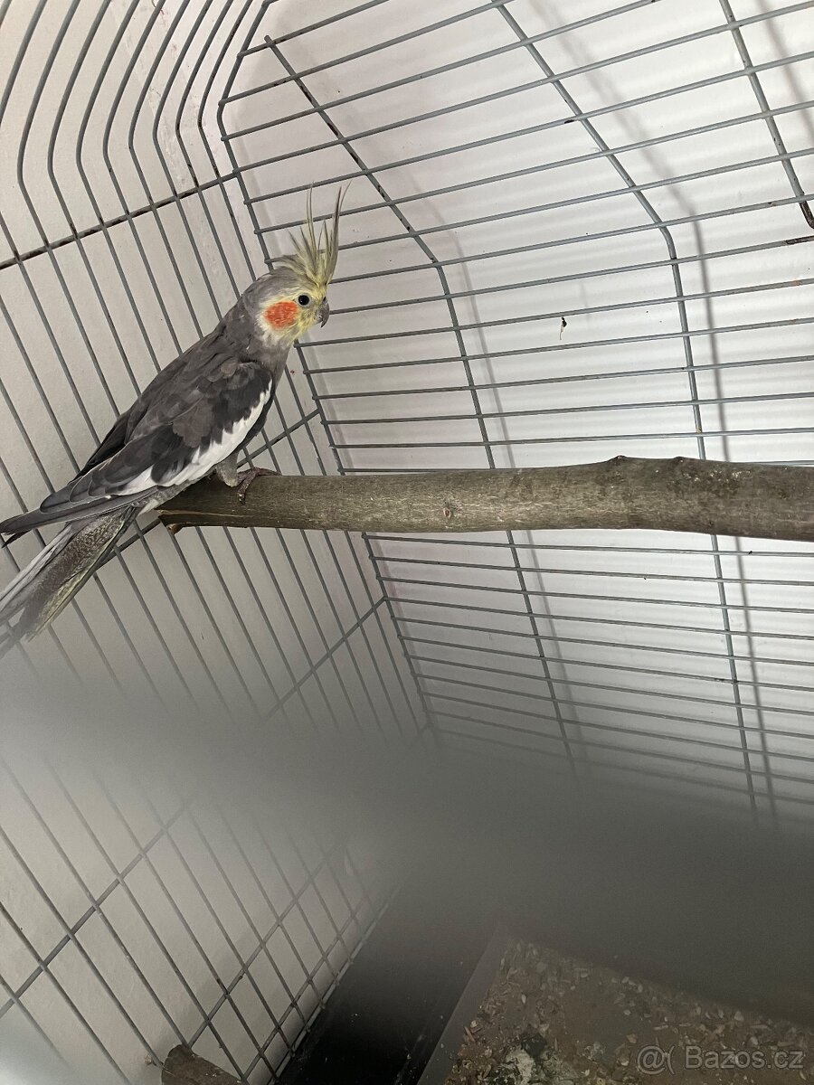 Korela - Vsetín | Bazoš.cz