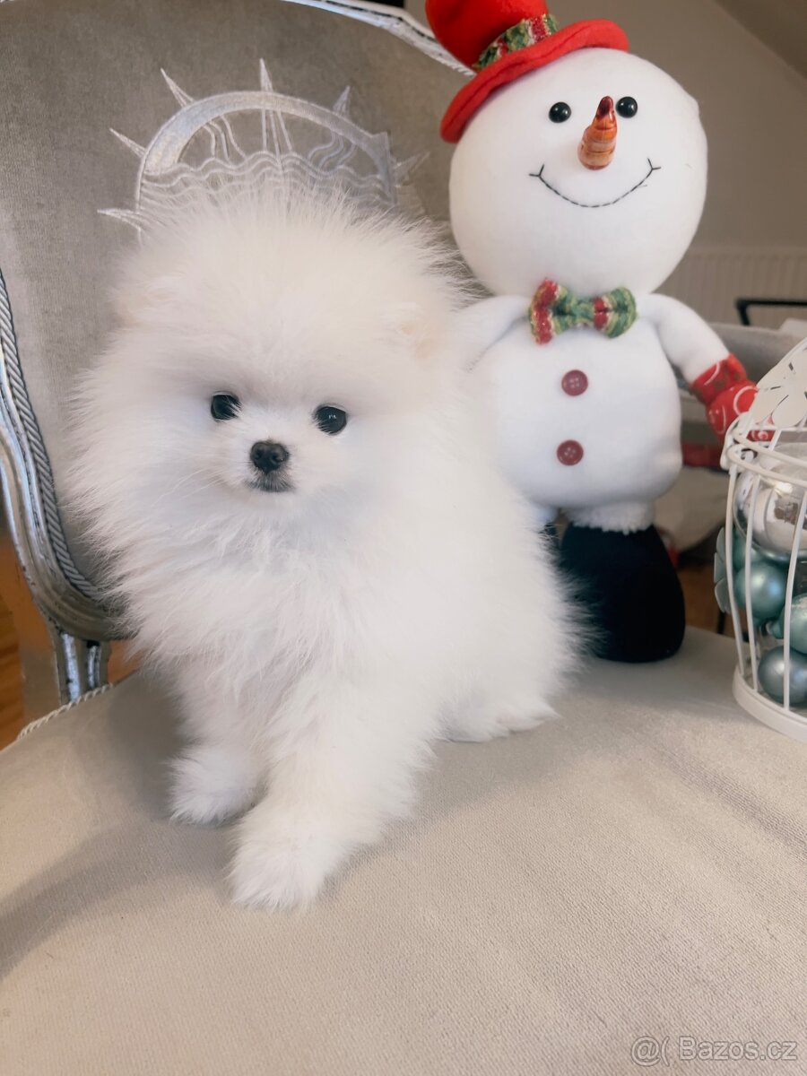 Pomeranian mini - Plzeň-sever | Bazoš.cz