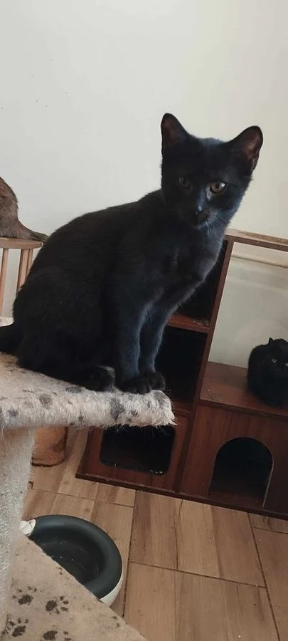 Burizon- milý kocourek čeká v útulku na šanci - Příbram | Bazoš.cz