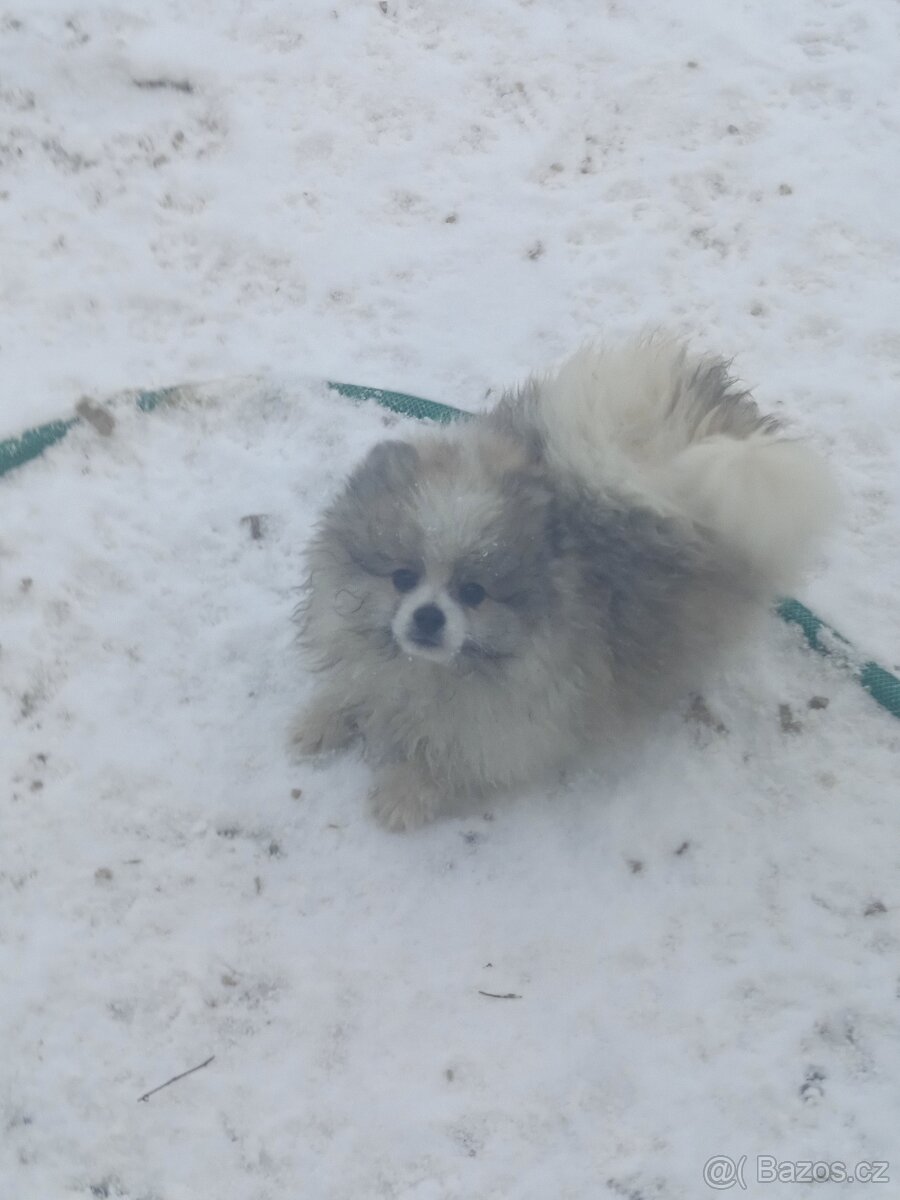 Pomeranian - Uherské Hradiště | Bazoš.cz