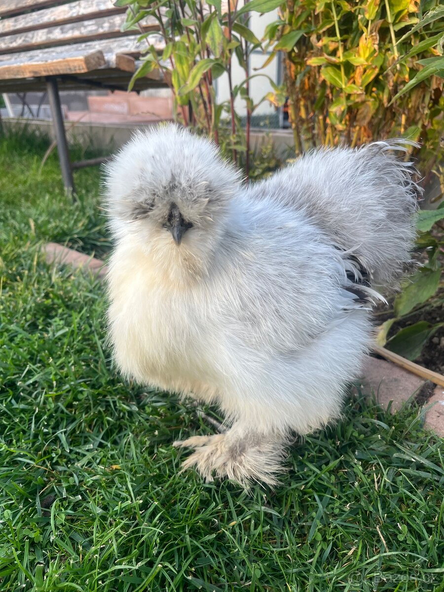 Hedvabnicka - Plzeň-sever | Bazoš.cz