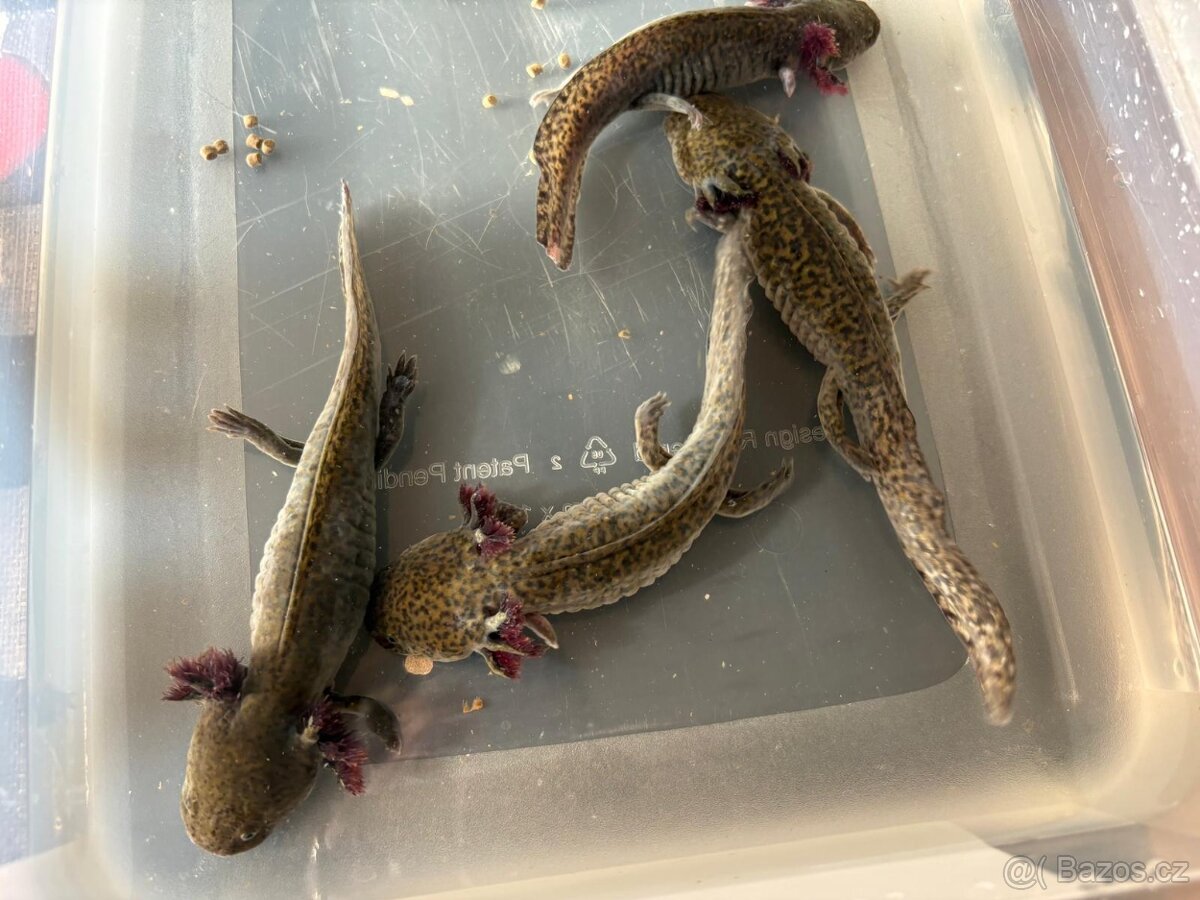 Axolotl - Kladno | Bazoš.cz