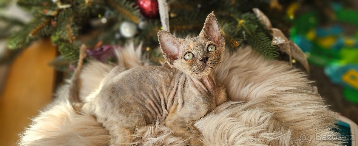 Devon rex kočička s průkazem původu - Brno | Bazoš.cz