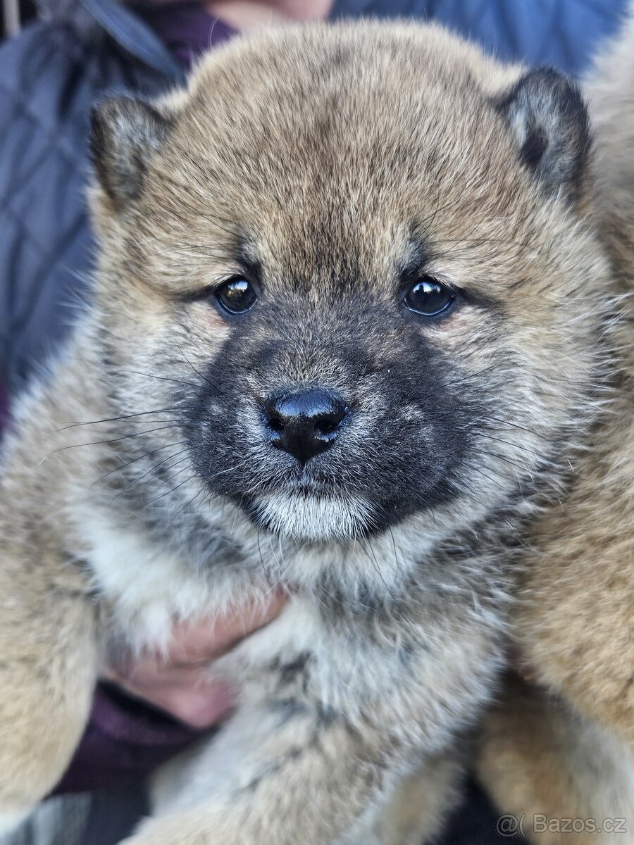Shiba inu - Karlovy Vary | Bazoš.cz