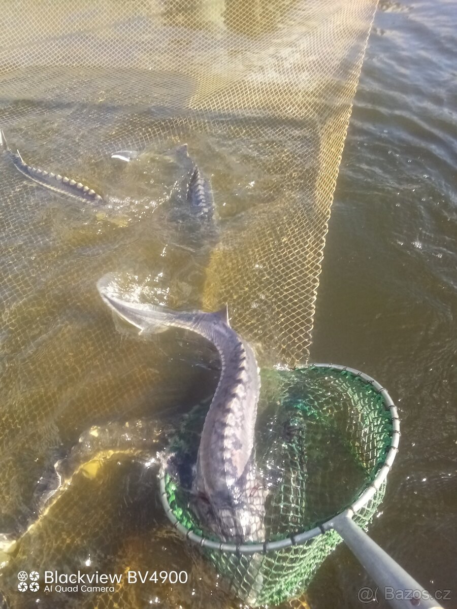 Jeseter vyza velká - Rychnov nad Kněžnou | Bazoš.cz