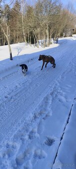 Tosa inu s PP - Vsetín | Bazoš.cz