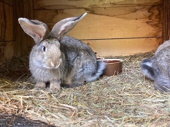 Belgický obr - České Budějovice | Bazoš.cz
