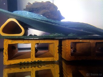 L333- Hypancistrus - King Tiger pleco - Slovensko | Bazoš.cz