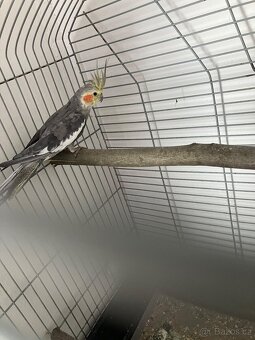 Korela - Vsetín | Bazoš.cz