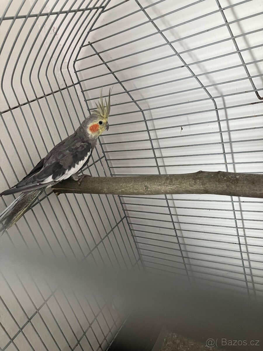 Korela - Vsetín | Bazoš.cz