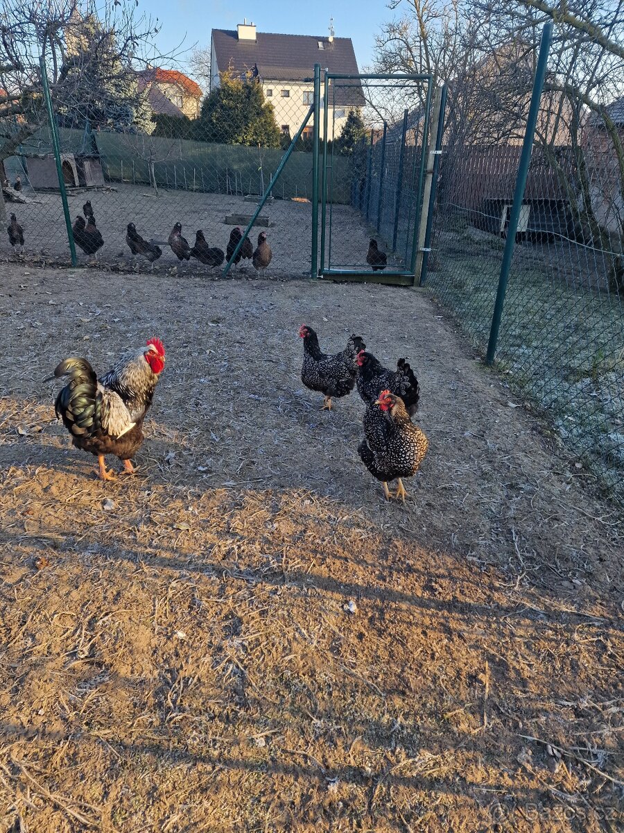 Berneveldky - Hradec Králové | Bazoš.cz