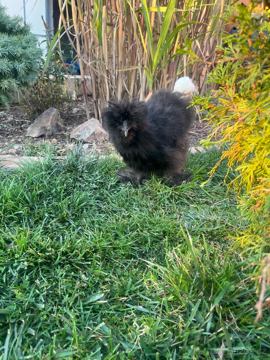 Hedvabnicka - Plzeň-sever | Bazoš.cz