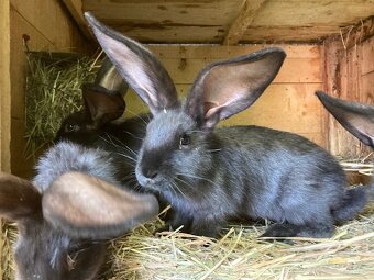 Belgický obr - České Budějovice | Bazoš.cz