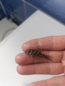 L333- Hypancistrus - King Tiger pleco - Slovensko | Bazoš.cz