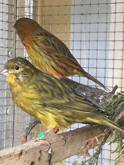 Kanár 2024 - Jablonec nad Nisou | Bazoš.cz