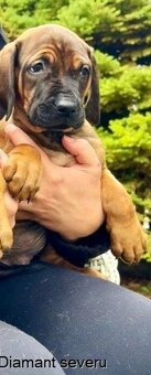 Tosa inu - krásný 4 měs. pejsek - přijatelná cena - Jičín | Bazoš.cz