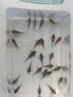 L333- Hypancistrus - King Tiger pleco - Slovensko | Bazoš.cz