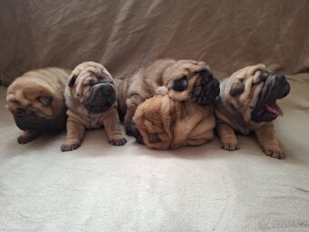 Shar Pei puppies FCI - Jeseník | Bazoš.cz