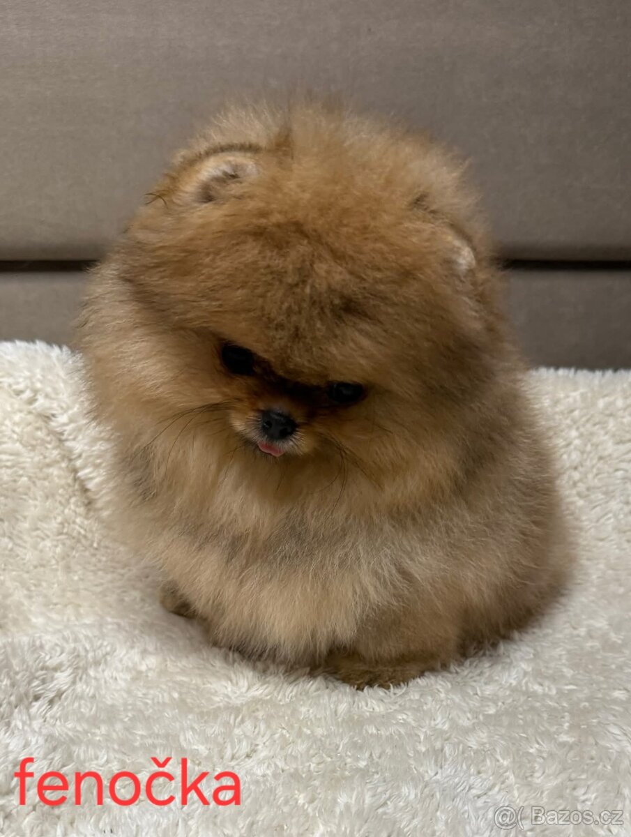 Pomeranian mini - Slovensko | Bazoš.cz