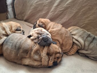 Shar Pei puppies FCI - Jeseník | Bazoš.cz